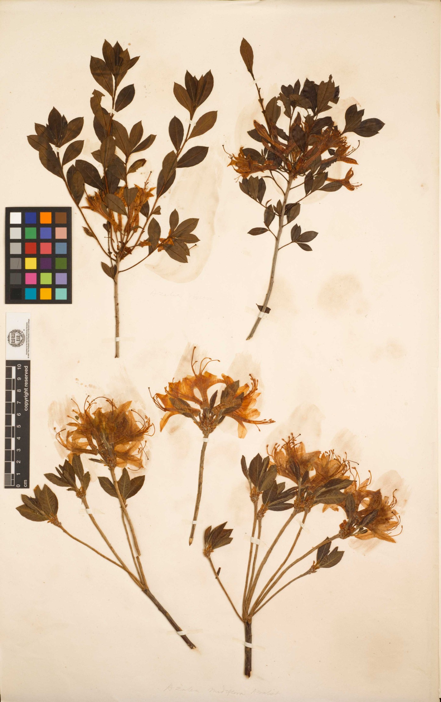 Plant Spotlight: The Pinkster Azalea - Brooklyn Botanic Garden