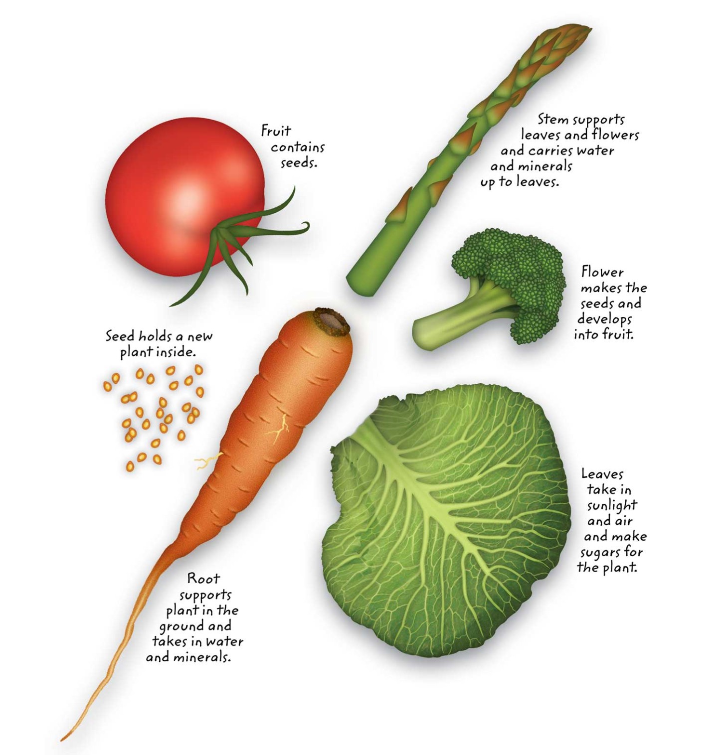Do You Know Which Part of the Plant You’re Eating? - Brooklyn Botanic ...