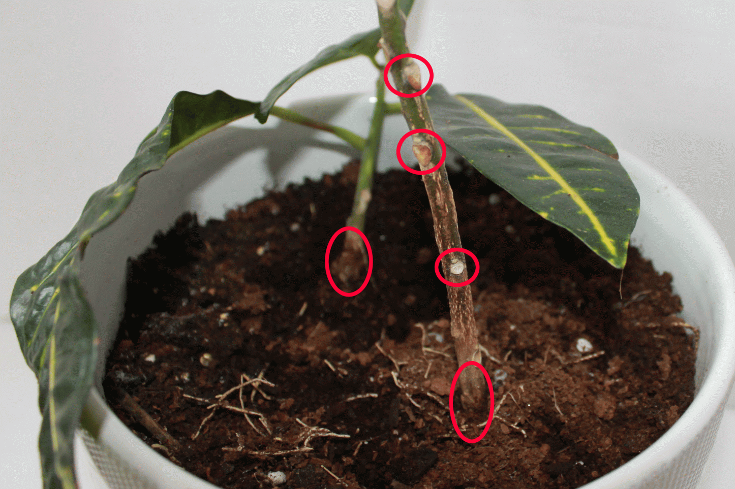 When, Why, and How to Repot Your Houseplants - Brooklyn Botanic Garden