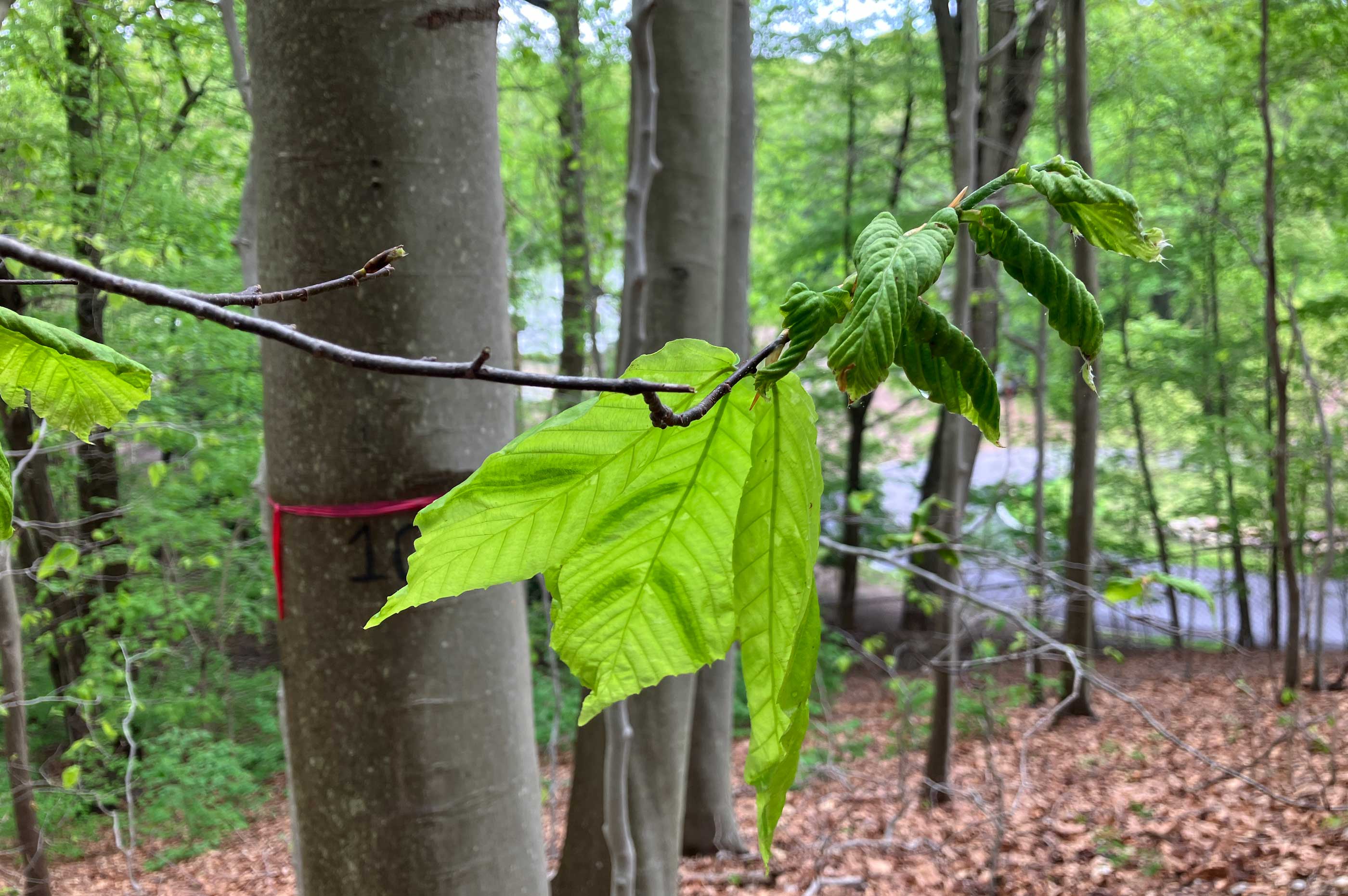 What We Know So Far About Beech Leaf Disease - Brooklyn Botanic Garden