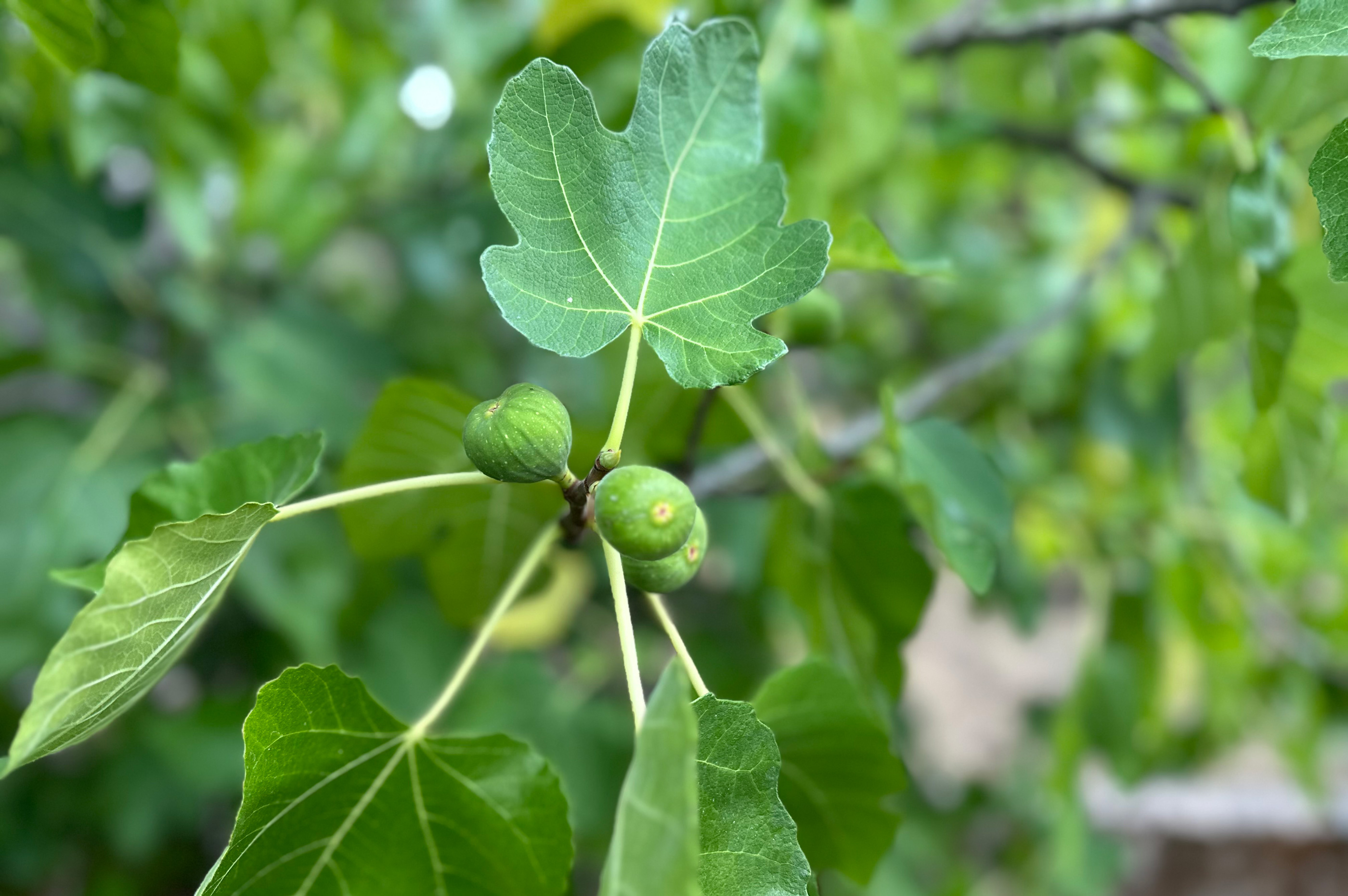 Poet Laureate Ada Limón on Rewriting Our Relationship to Nature ...