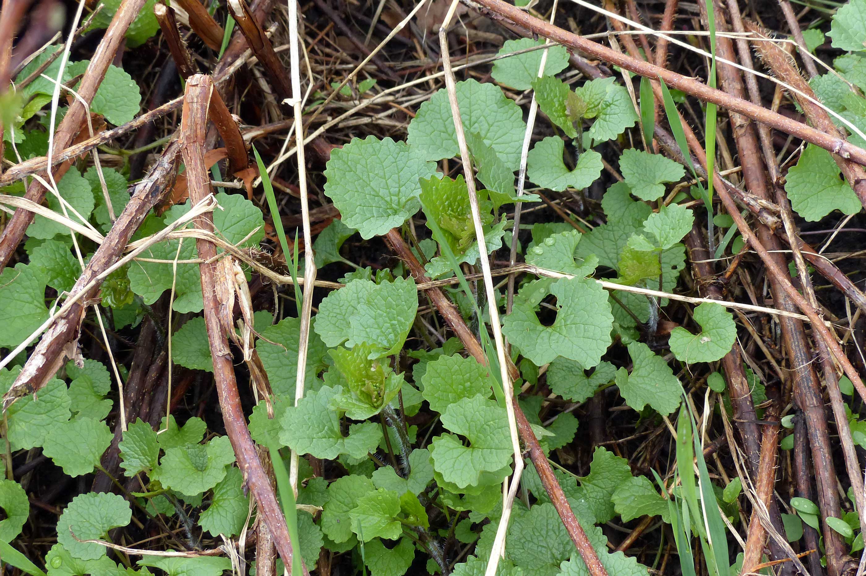 Weed of the Month: Garlic Mustard - Brooklyn Botanic Garden