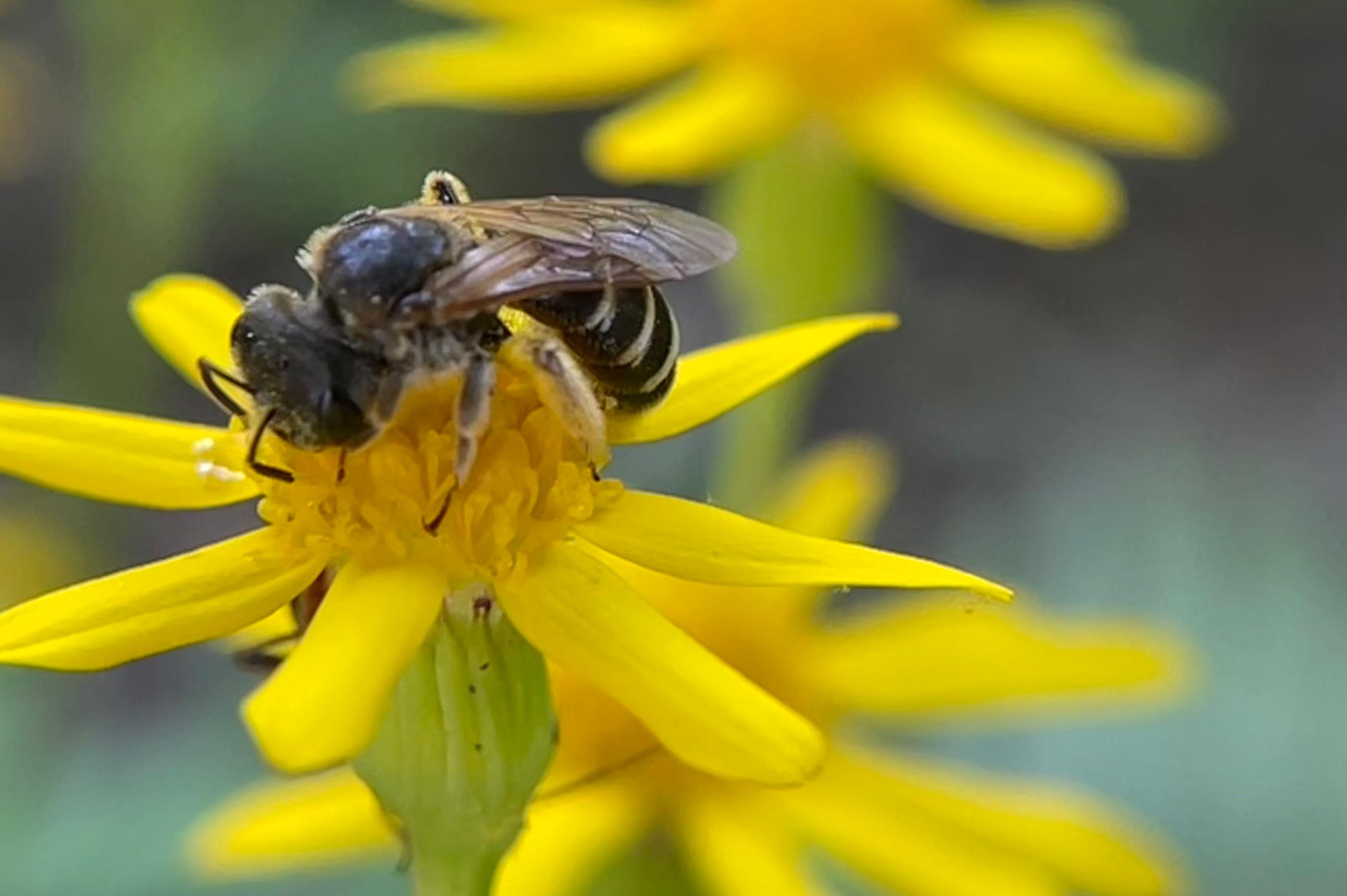 Supporting Pollinators from the Ground Up - Brooklyn Botanic Garden