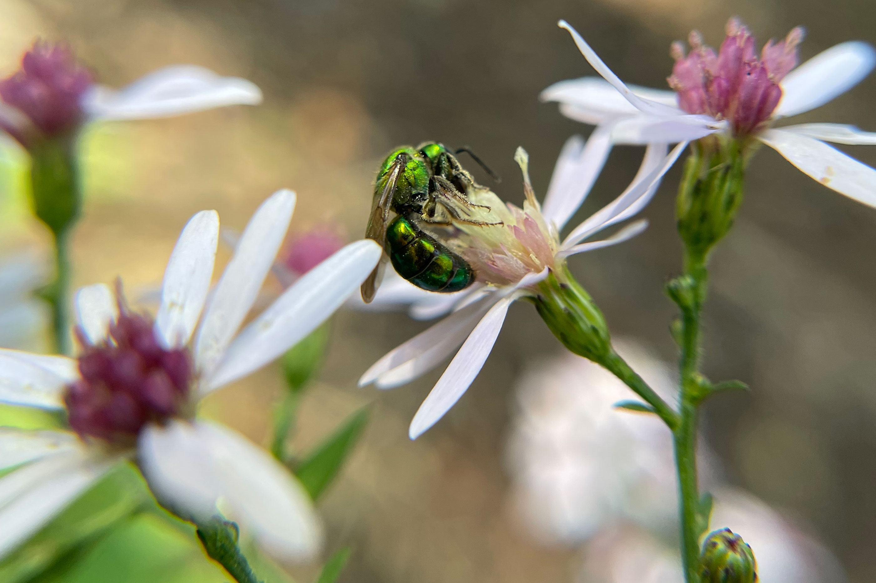 Supporting Pollinators from the Ground Up - Brooklyn Botanic Garden