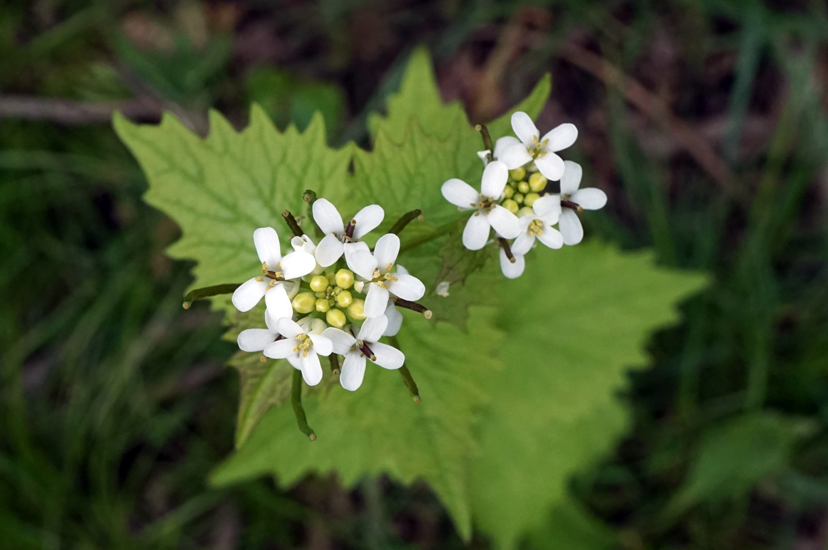 Weed of the Month: Garlic Mustard - Brooklyn Botanic Garden