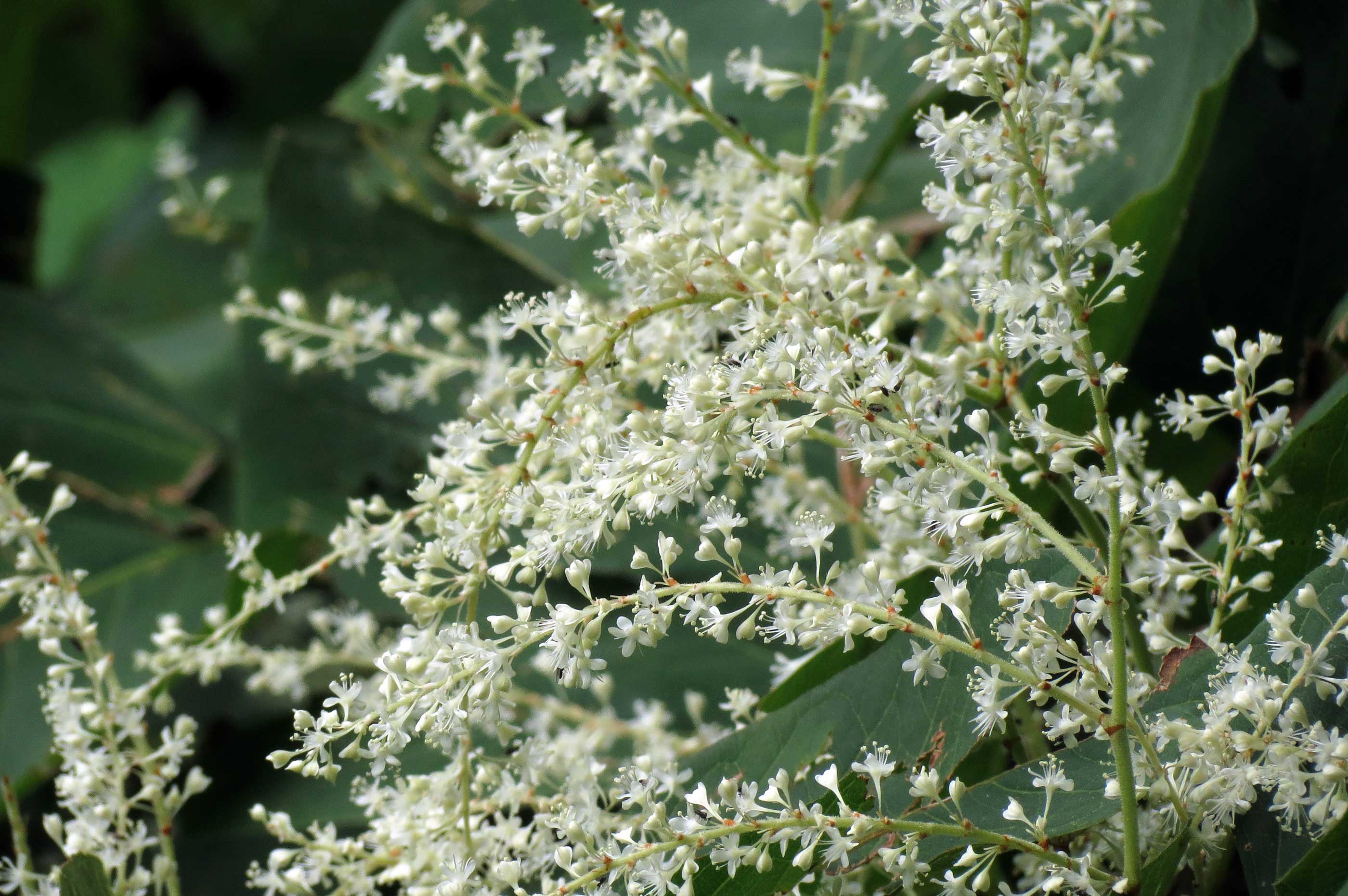 Weed of the Month: Japanese Knotweed - Brooklyn Botanic Garden