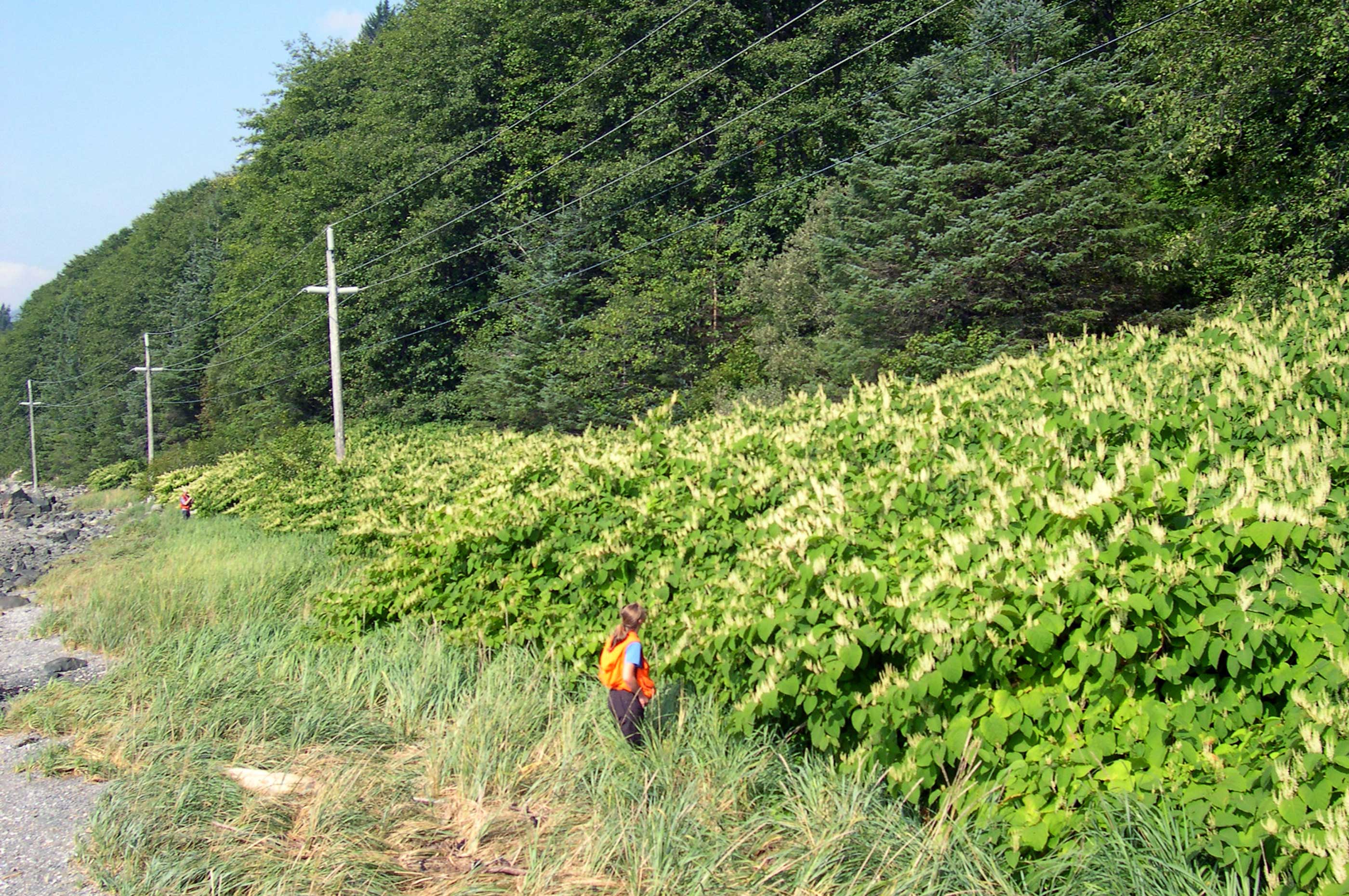 Weed of the Month: Japanese Knotweed - Brooklyn Botanic Garden
