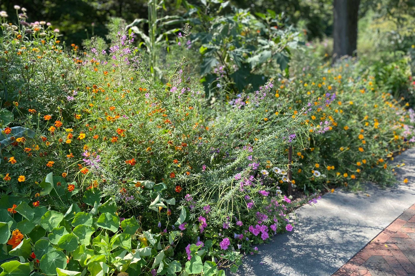 Annual Border in Bloom - Brooklyn Botanic Garden