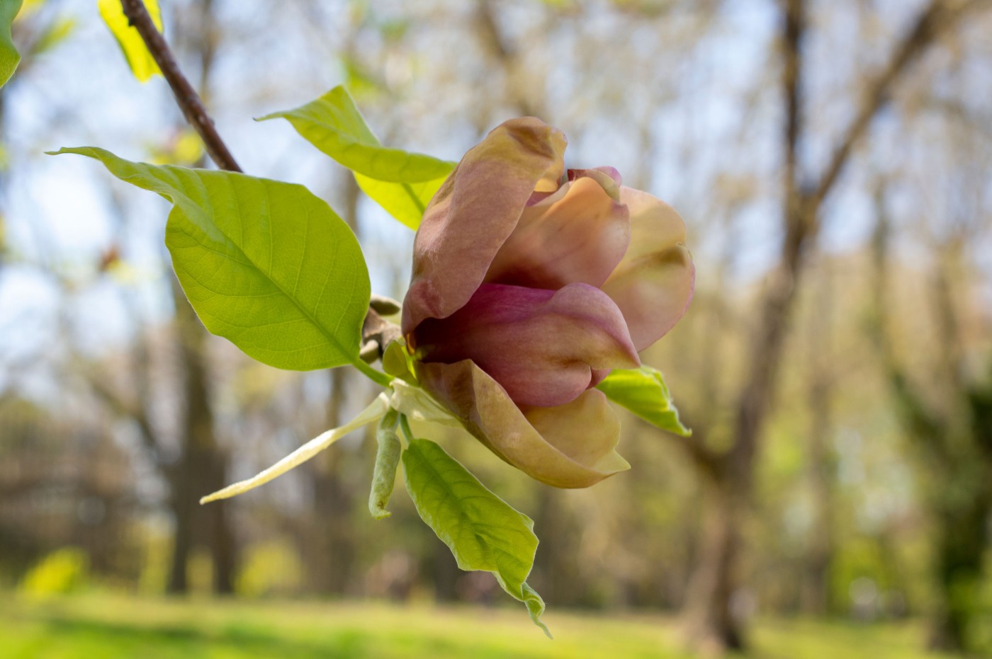 Magnolia ‘Evamaria’: Brooklyn Botanic Garden’s First Magnolia ...