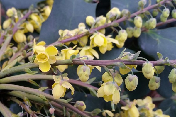 Plants in Bloom - Brooklyn Botanic Garden