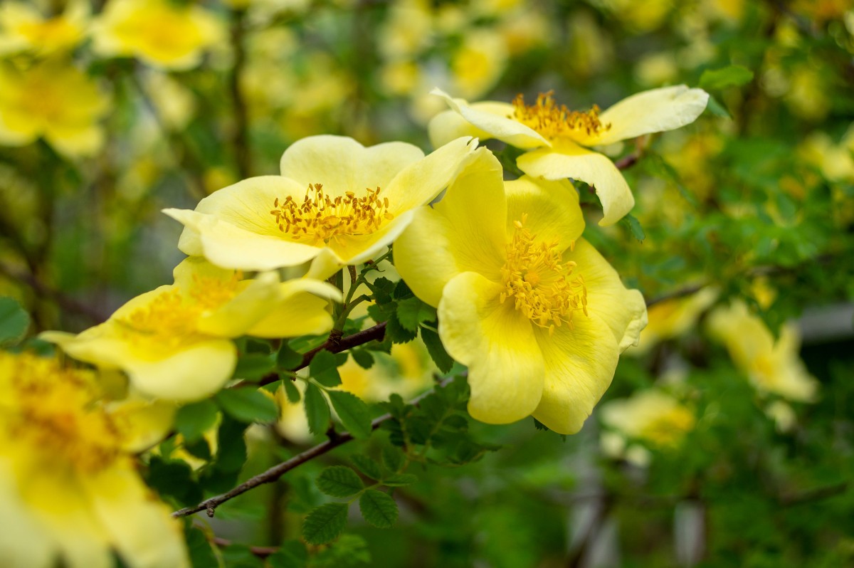 Plants in Bloom - Brooklyn Botanic Garden