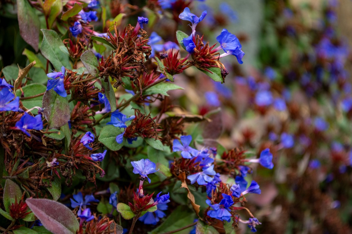 Plants in Bloom - Brooklyn Botanic Garden