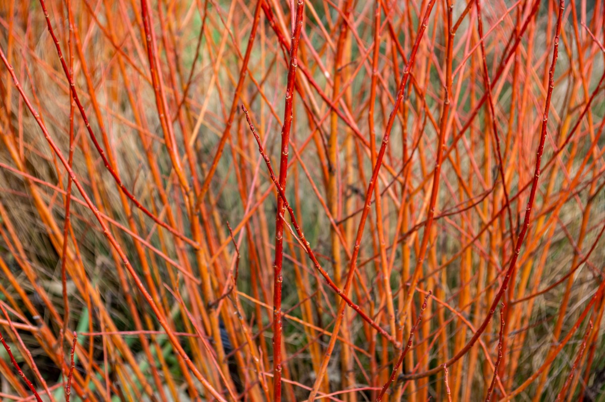 Plants in Bloom - Brooklyn Botanic Garden