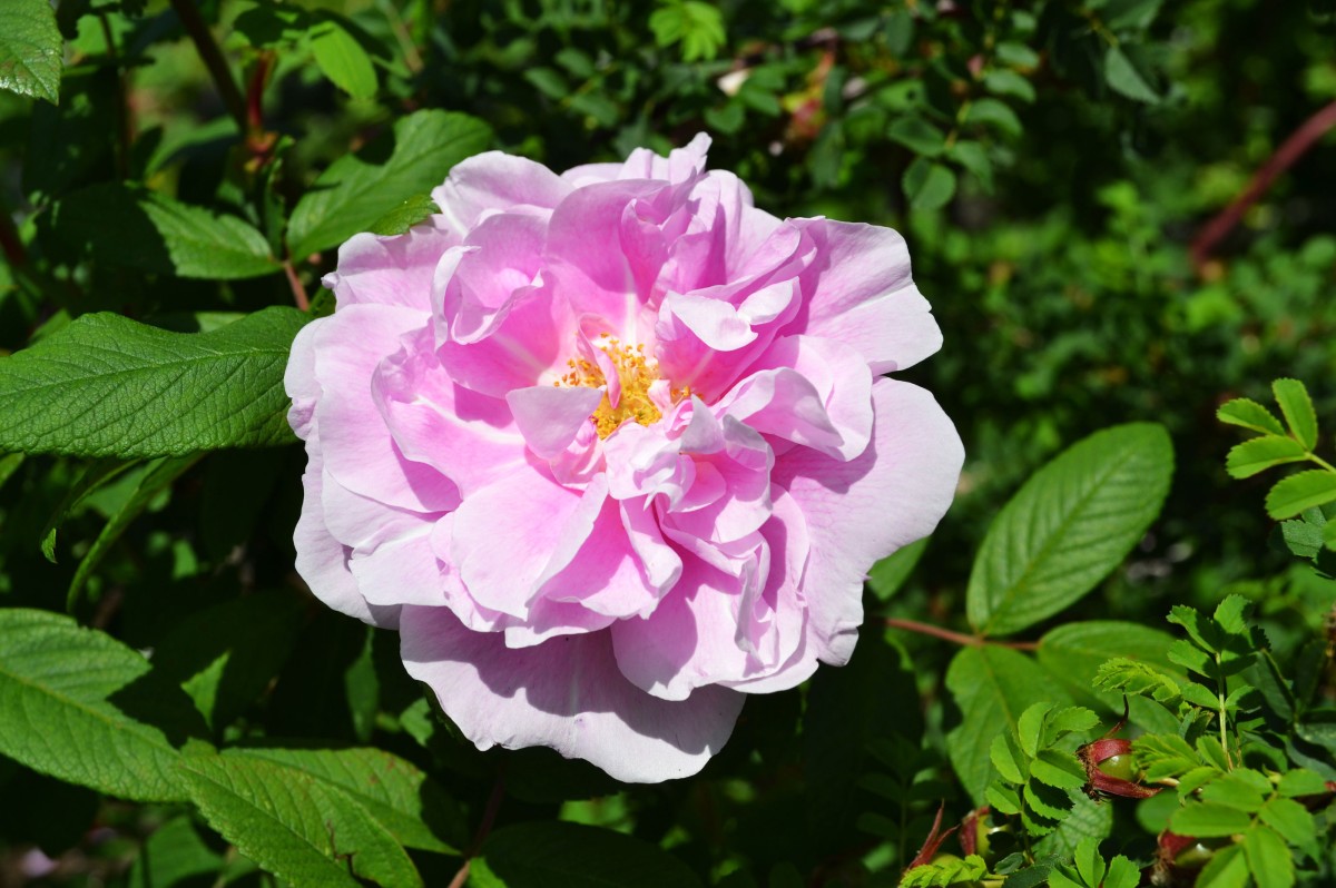 Plants in Bloom - Brooklyn Botanic Garden