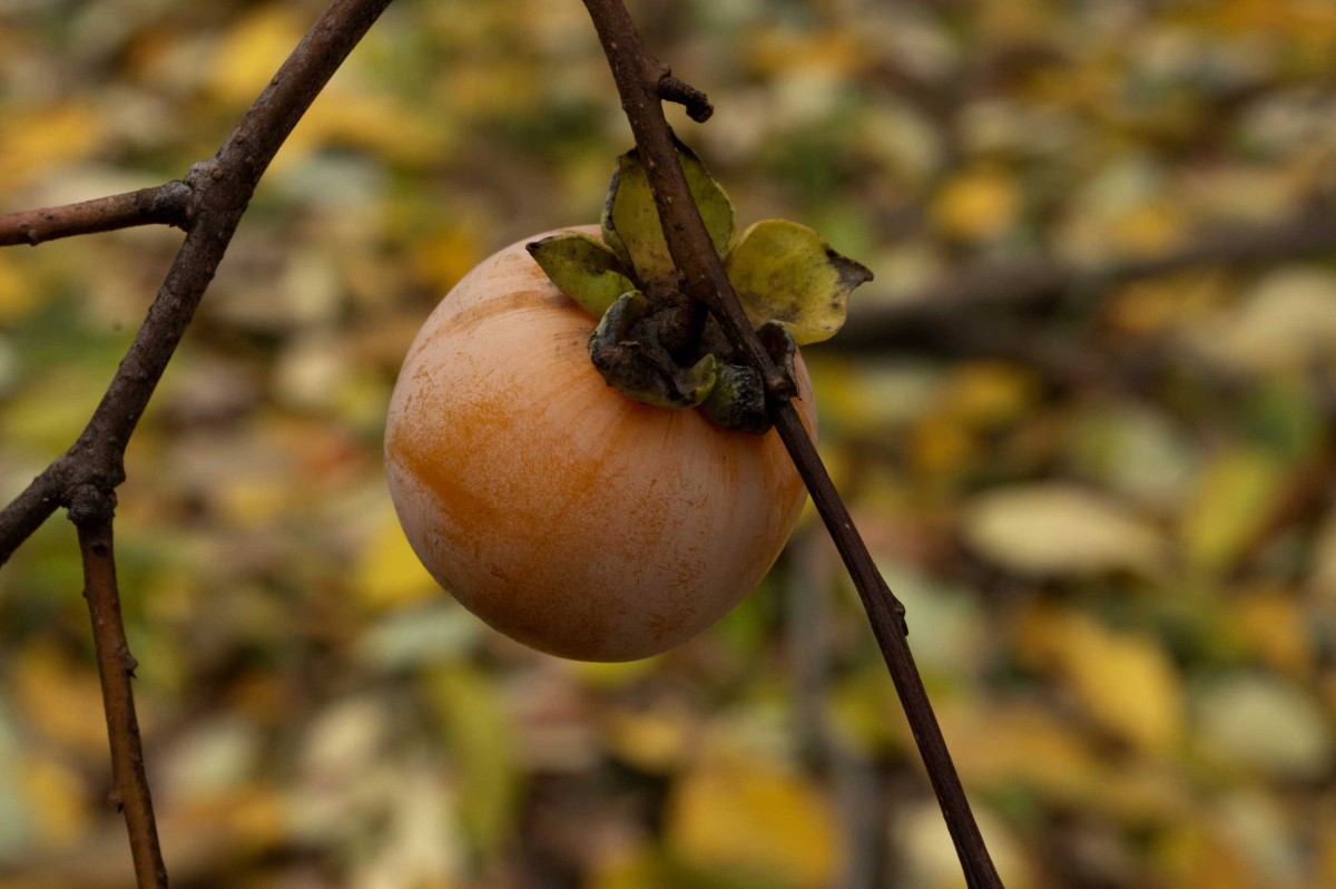 Plants in Bloom - Brooklyn Botanic Garden