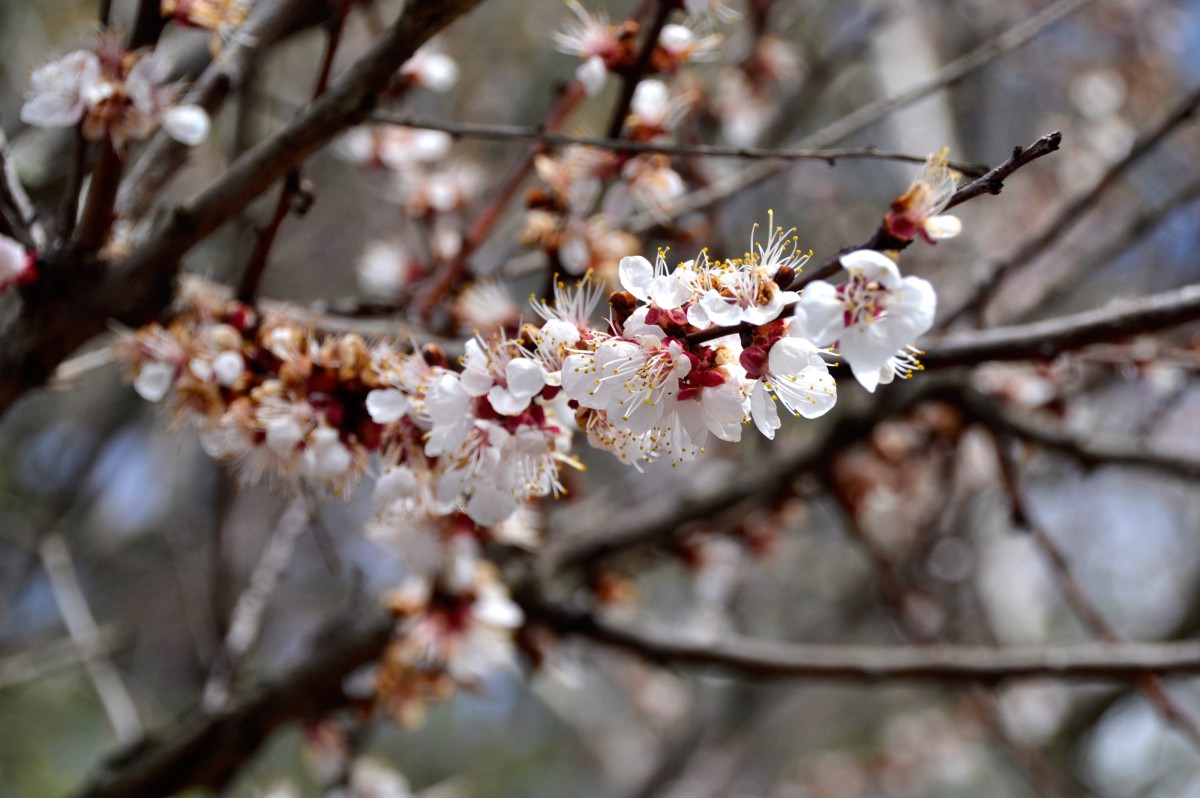 Plants in Bloom - Brooklyn Botanic Garden
