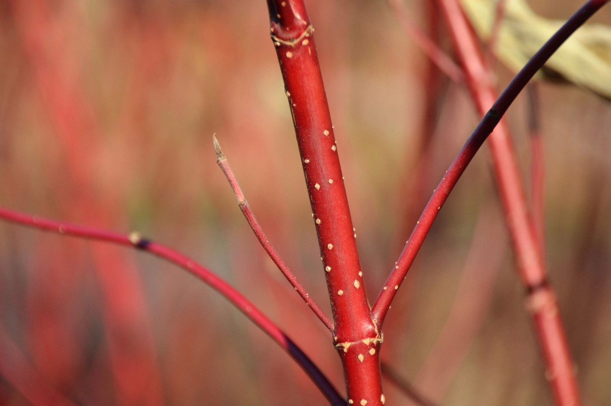 Plants in Bloom - Brooklyn Botanic Garden