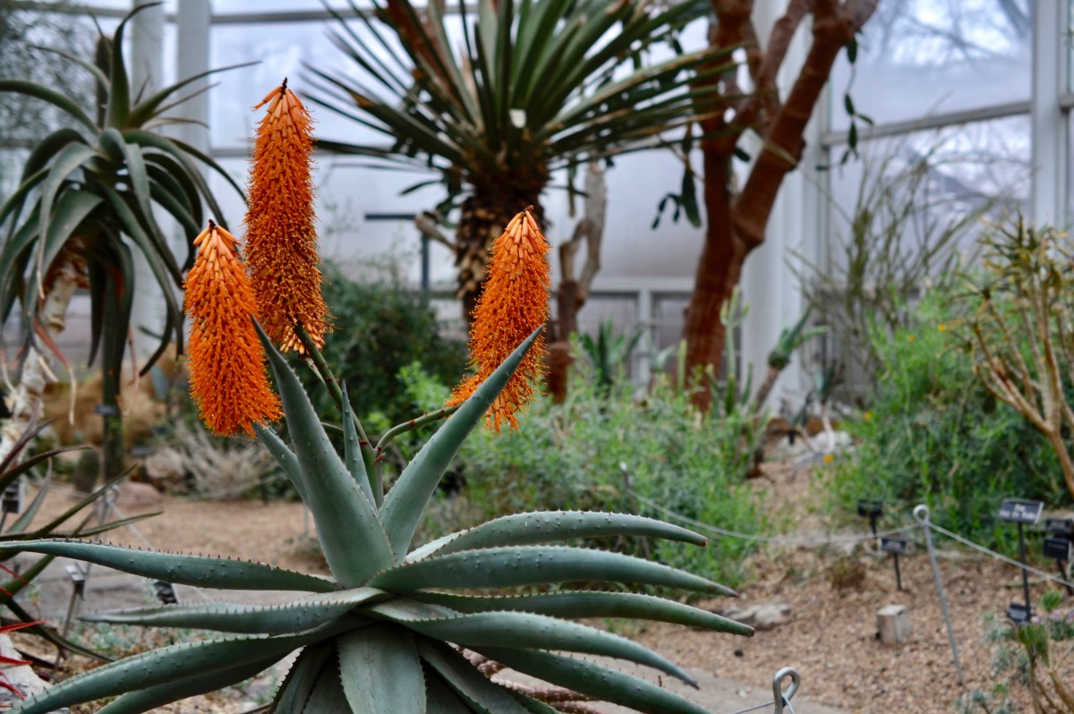 Plants in Bloom - Brooklyn Botanic Garden