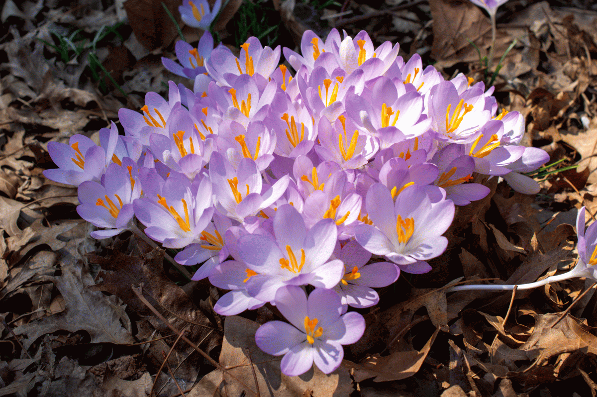 Plants in Bloom - Brooklyn Botanic Garden