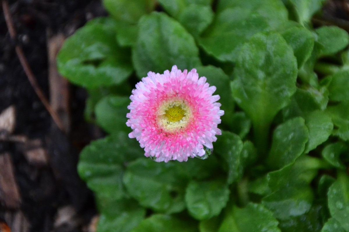 Plants in Bloom - Brooklyn Botanic Garden