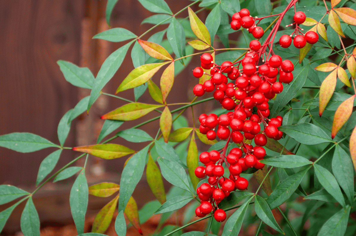 Plants in Bloom - Brooklyn Botanic Garden