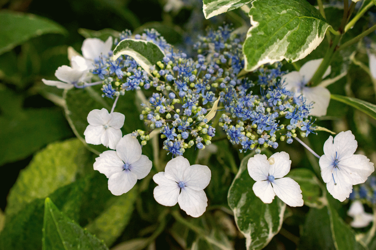 Plants in Bloom - Brooklyn Botanic Garden