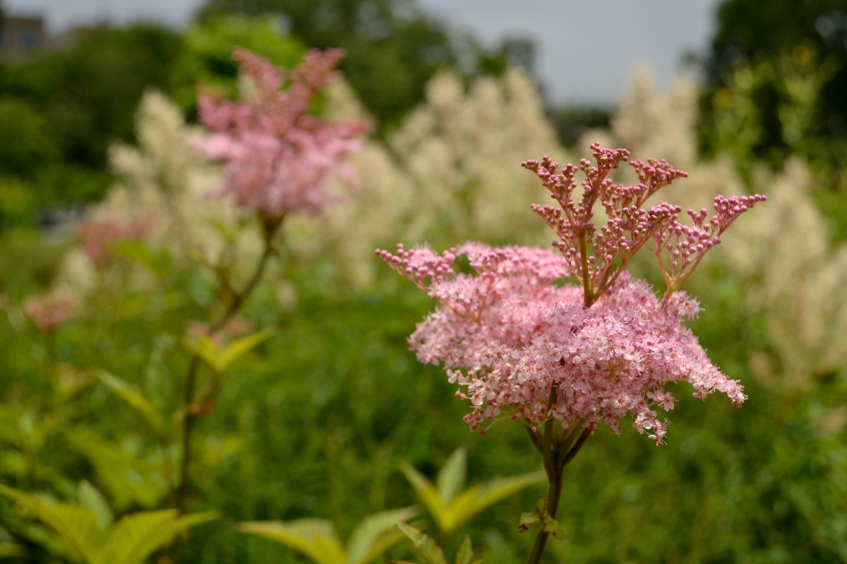 Plants in Bloom - Brooklyn Botanic Garden
