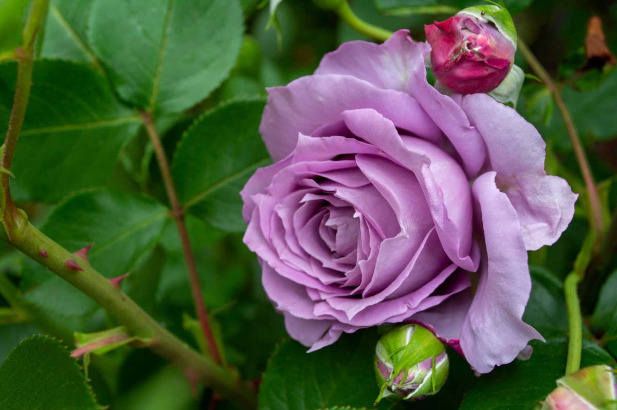 Plants in Bloom - Brooklyn Botanic Garden