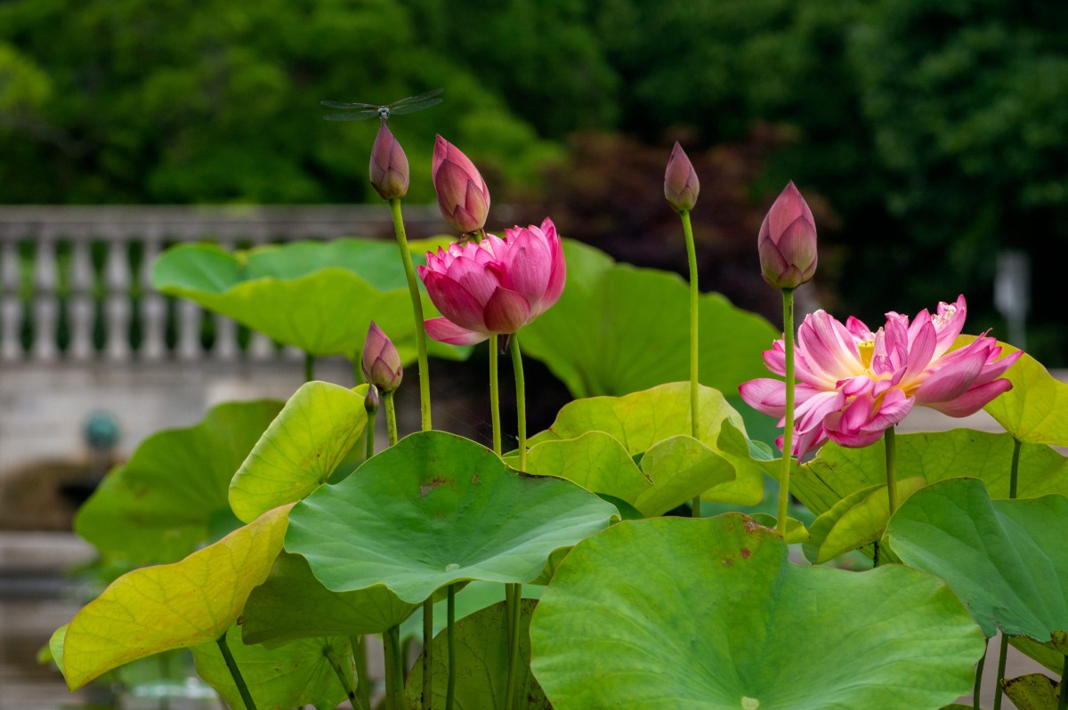 Plants in Bloom - Brooklyn Botanic Garden