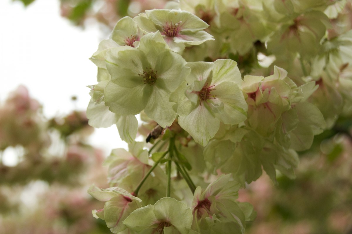 Plants in Bloom - Brooklyn Botanic Garden