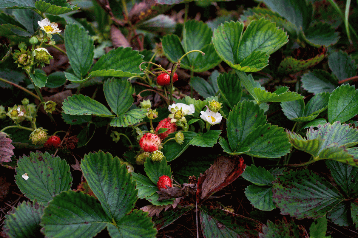 Plants in Bloom - Brooklyn Botanic Garden