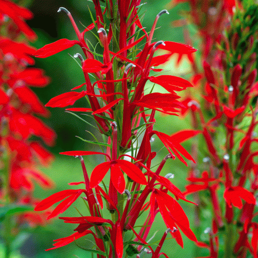 A Brief History of BBG - Brooklyn Botanic Garden
