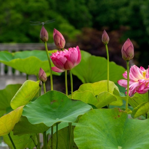 Visit - Brooklyn Botanic Garden