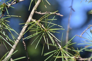 Plants in Bloom - Brooklyn Botanic Garden