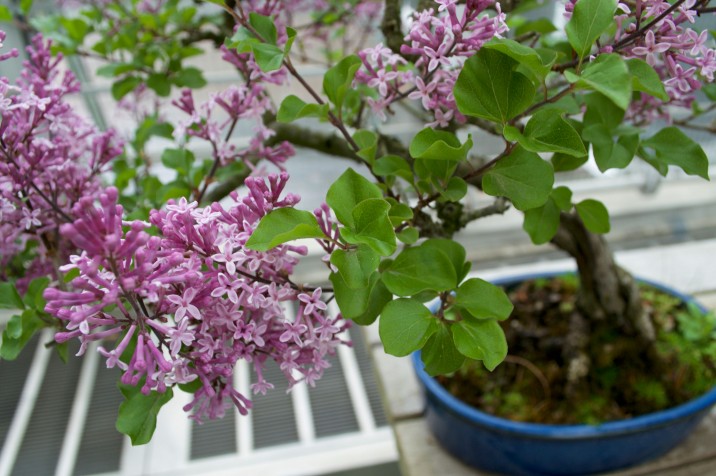 Bonsai Museum - Brooklyn Botanic Garden