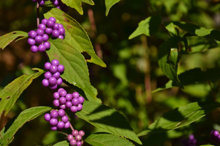 Plants in Bloom - Brooklyn Botanic Garden