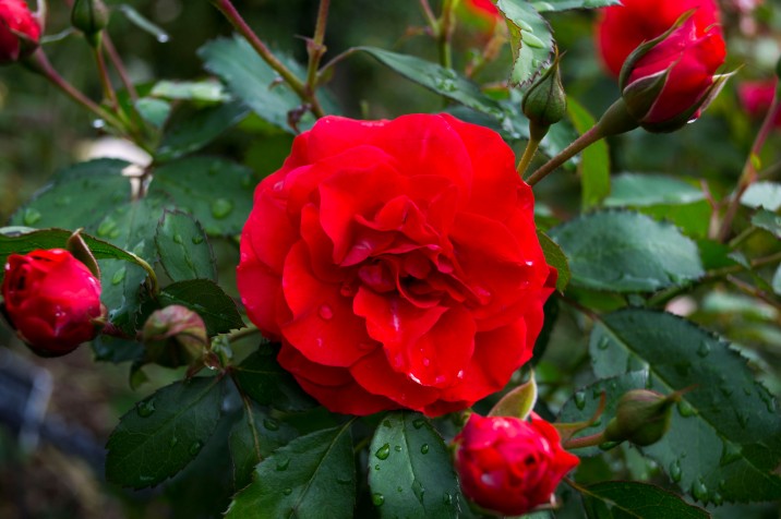 Rose Garden - Brooklyn Botanic Garden