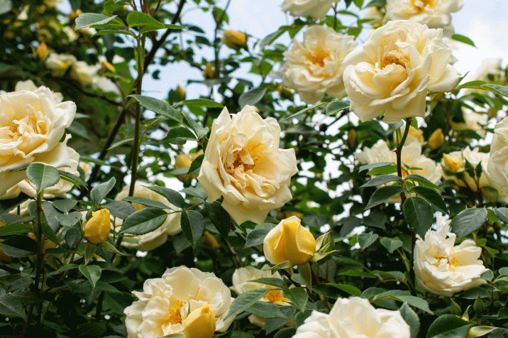 Plants in Bloom - Brooklyn Botanic Garden