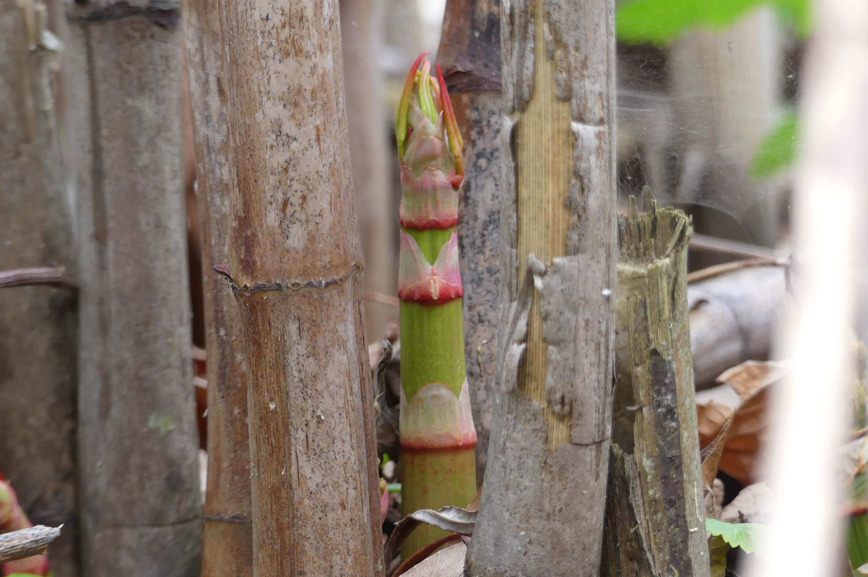 Weed of the Month: Japanese Knotweed - Brooklyn Botanic Garden